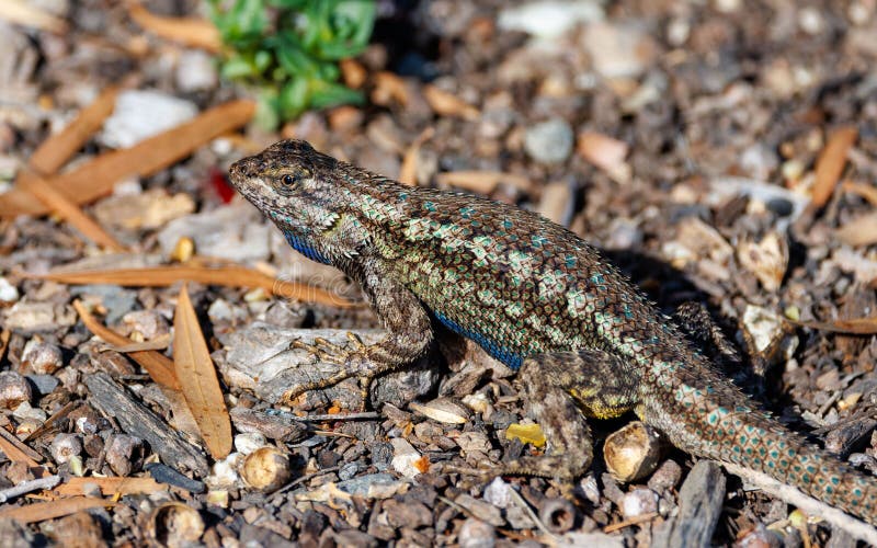 Closeup of Lizard on Rocky Ground Stock Photo - Image of detail, fauna ...