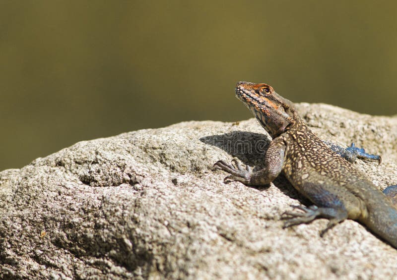 Closeup of a Lizard on a Rough Surfaced Rock Stock Photo - Image of ...