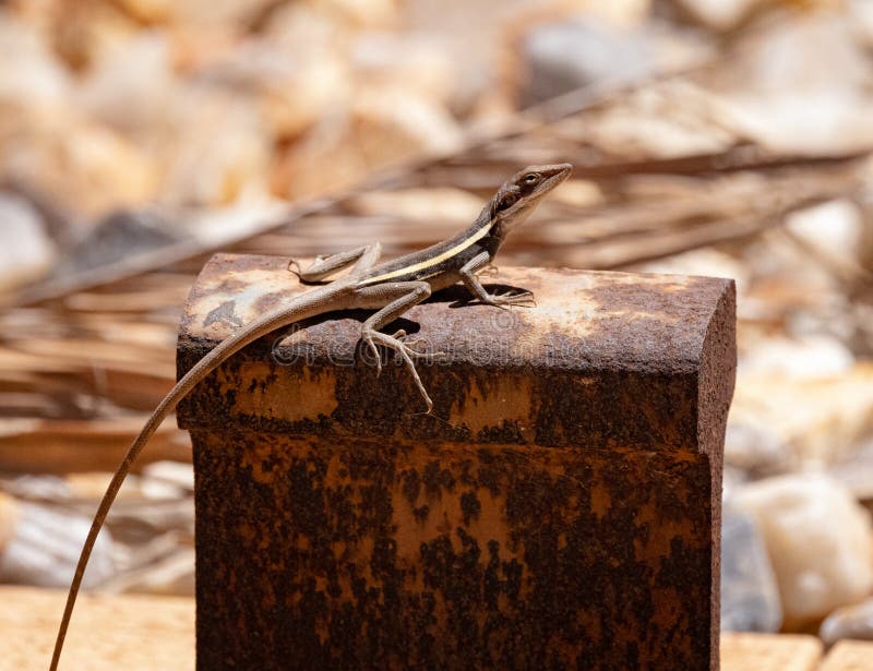 Closeup of a Lizard on a Rusty Box Stock Image - Image of skin, fauna ...