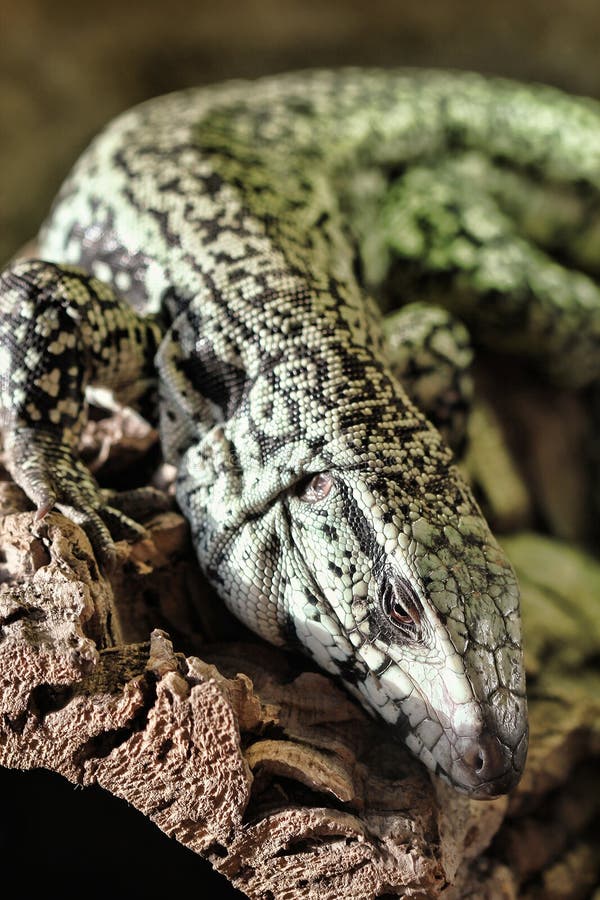 Closeup of a Lizard Standing on a Rocky Surface Stock Image - Image of ...