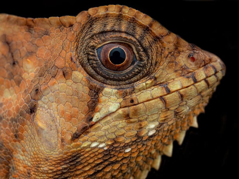 Closeup of a Lizard Staring on a Black Background Stock Photo - Image ...