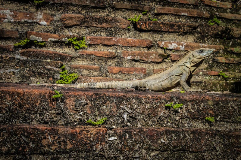 Closeup of a Lizard on the Steps of the Temple of Kukulcan, Mexico ...