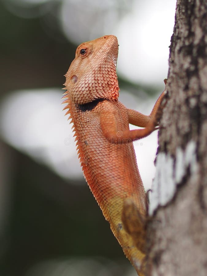 Closeup Lizard Walking the Bark on Blur Background Stock Image - Image ...