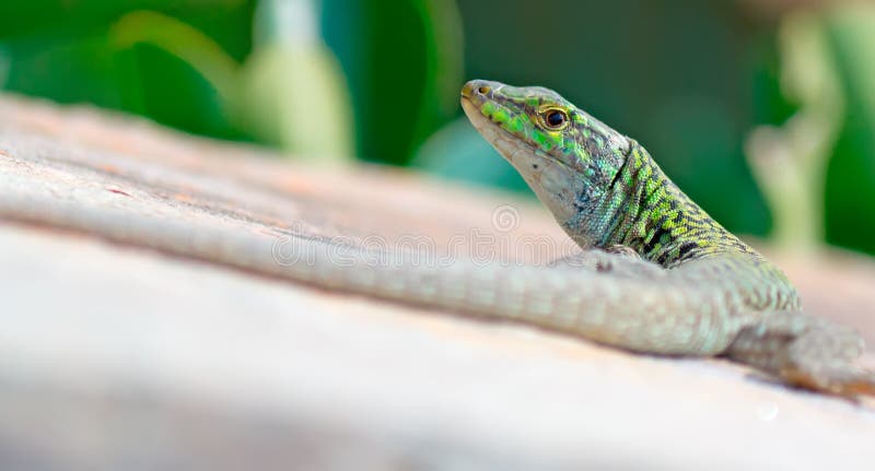 Lizard s look stock photo. Image of garden, glimpse, closeup - 30027798