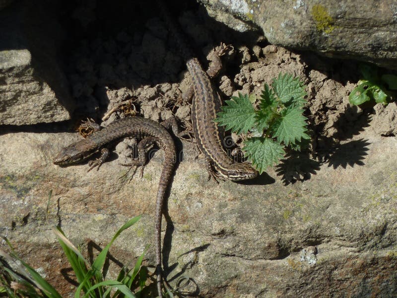 Closeup of lizards on rock stock photo. Image of climbing - 266088460