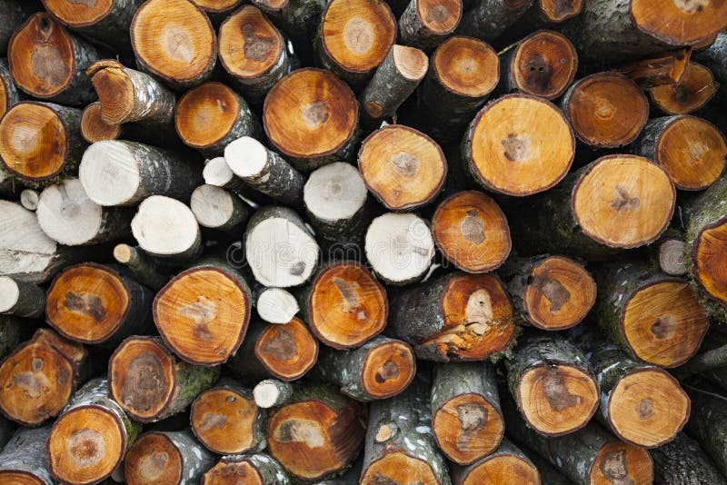 Closeup of Logs of Trees in Different Shape and Color Stock Image ...