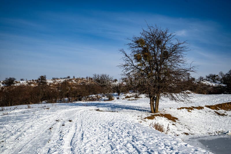Closeup of a Lone Deciduous Tree with the Snowy Ground, Clear Sky ...