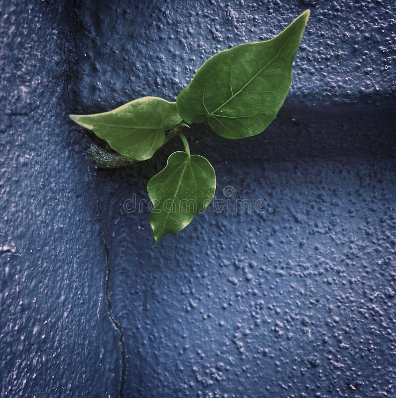 Closeup of a Lone Sprout Plant Growing from a Wall Stock Photo - Image ...