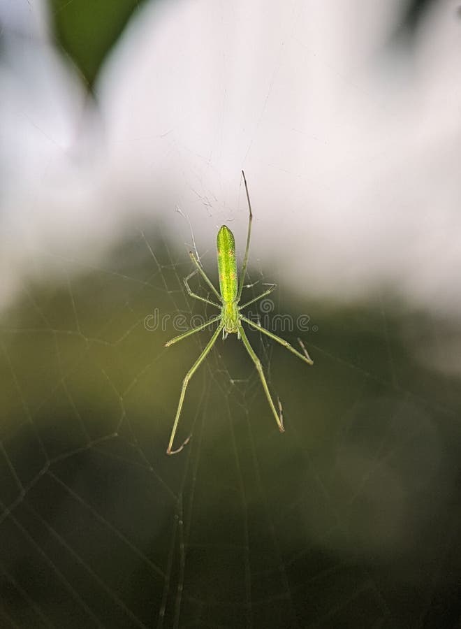 Closeup of a Long-Jawed Orb Weaver Spider on the Web Stock Photo ...