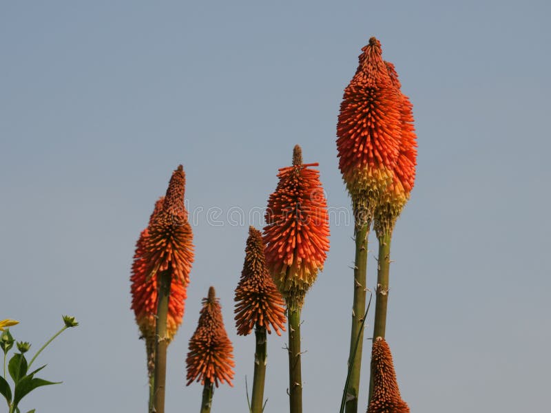 Closeup of Long Red Kniphofia Hybrid Outdoors during Daylight Stock ...