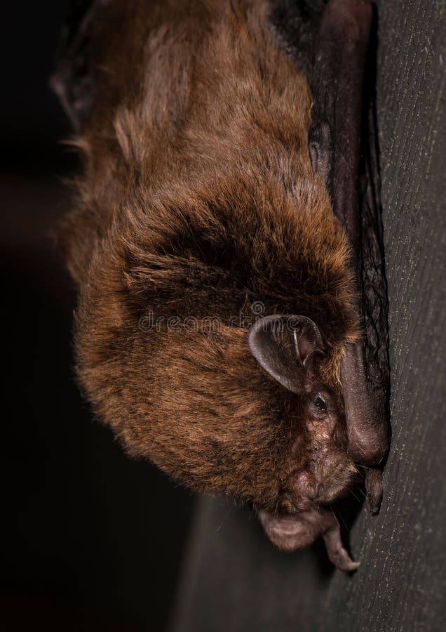 Closeup of a Long-tailed Bat, a Vertical Shot Stock Photo - Image of ...