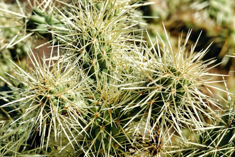 Close-up of Very Sharp Cactus Spikes Stock Photo - Image of sharp ...