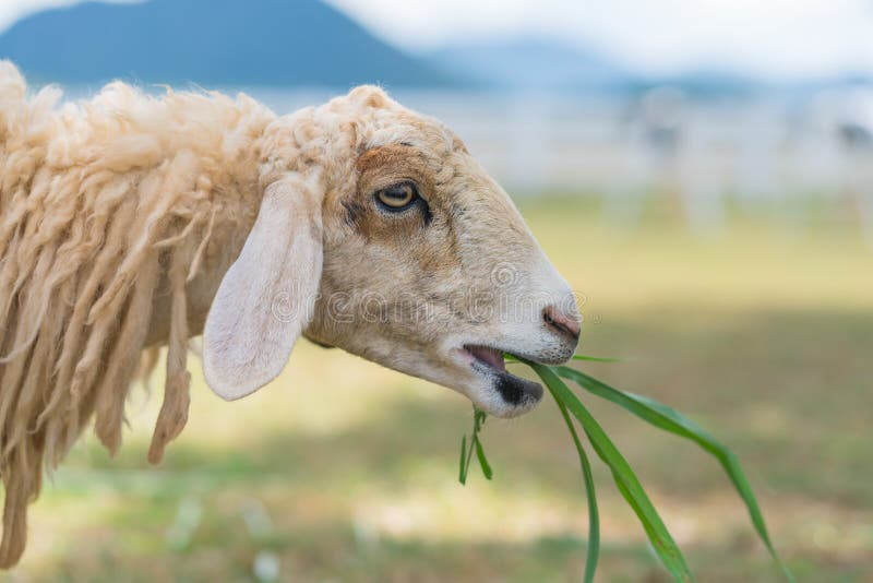 Long wool sheep stock image. Image of nature, farming - 2910617