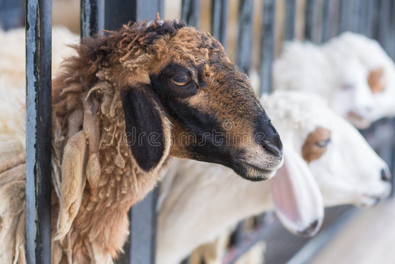 Long wool sheep stock image. Image of nature, farming - 2910617