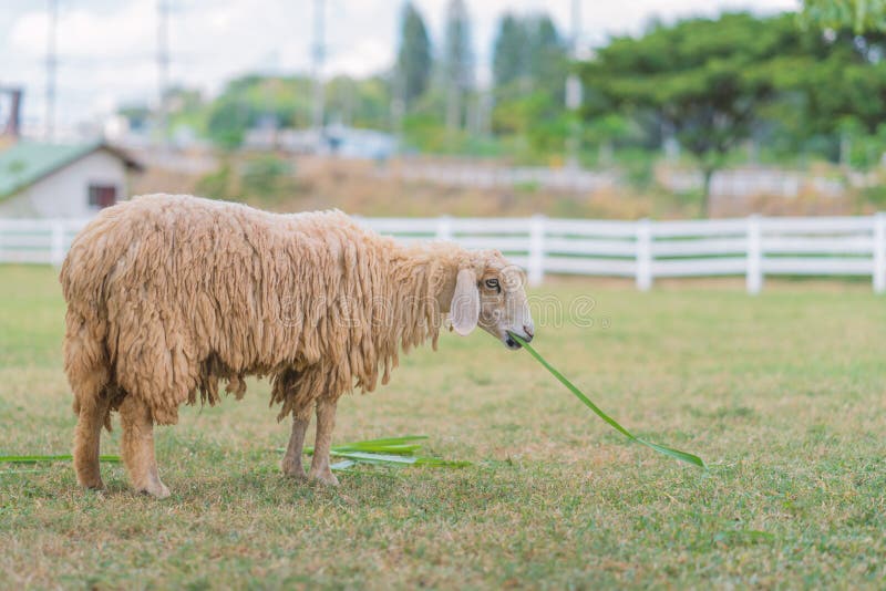 Long wool sheep stock image. Image of nature, farming - 2910617