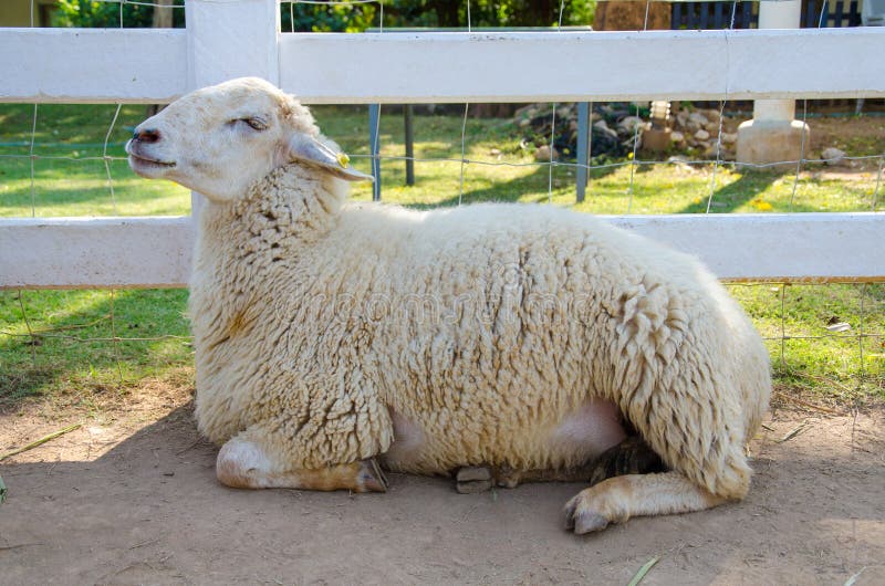 Closeup of Long Wool Sheep on the Farm Stock Image - Image of livestock ...