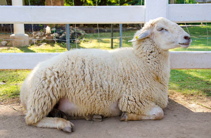 Long wool sheep stock image. Image of nature, farming - 2910617