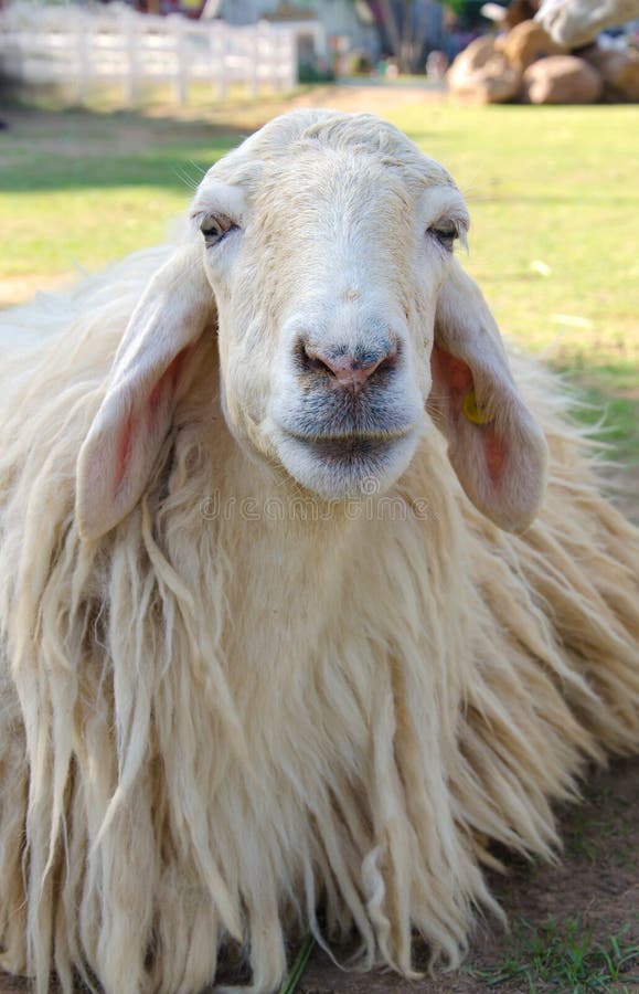Long wool sheep stock image. Image of nature, farming - 2910617