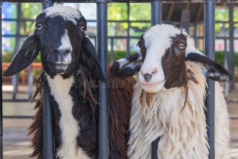 Long wool sheep stock image. Image of nature, farming - 2910617