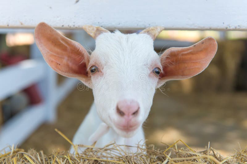 Long wool sheep stock image. Image of nature, farming - 2910617