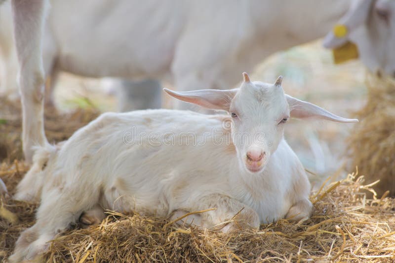 Long wool sheep stock image. Image of nature, farming - 2910617
