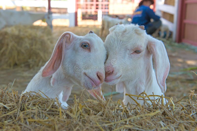 Long wool sheep stock image. Image of nature, farming - 2910617