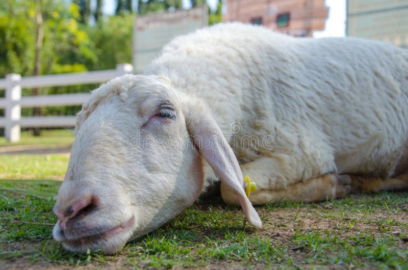 Long wool sheep stock image. Image of nature, farming - 2910617