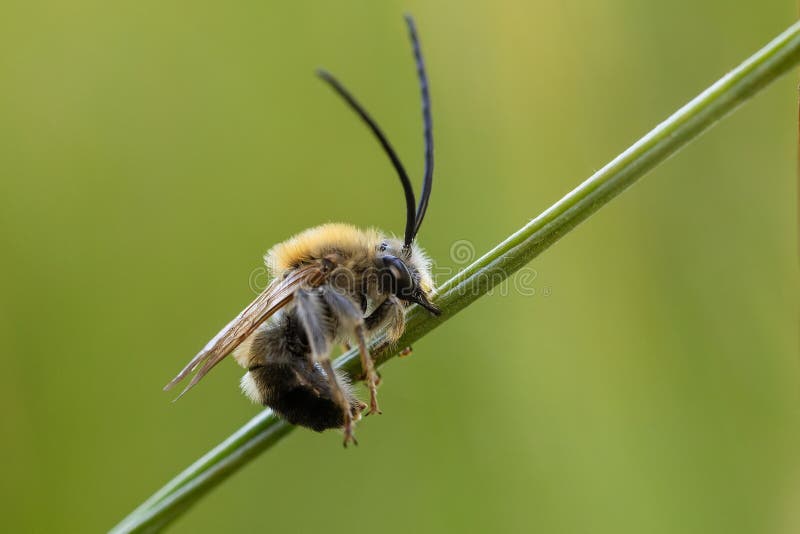 Longhorn Beee Stock Photos - Free & Royalty-Free Stock Photos from ...