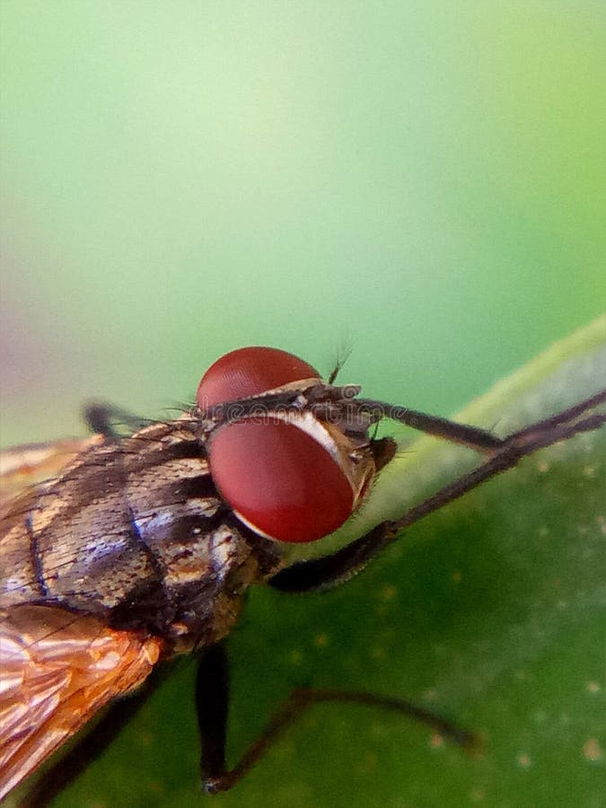 Closeup look on a fly stock photo. Image of insect, macro - 146985192