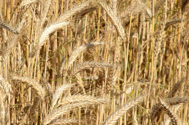 Closeup look into rye crop stock photo. Image of plant - 153812622