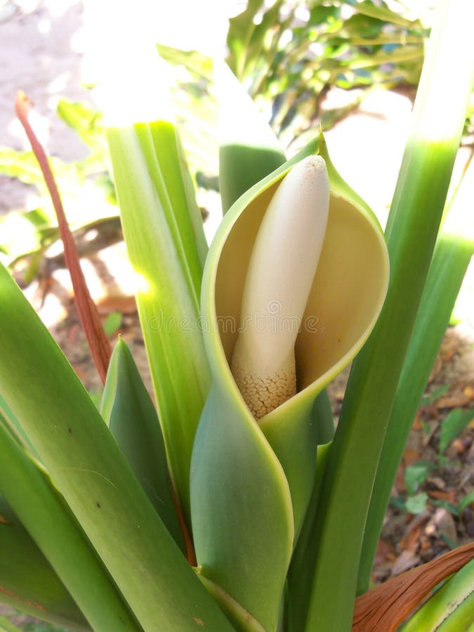 1,201 Split Leaf Philodendron Stock Photos - Free & Royalty-Free Stock ...