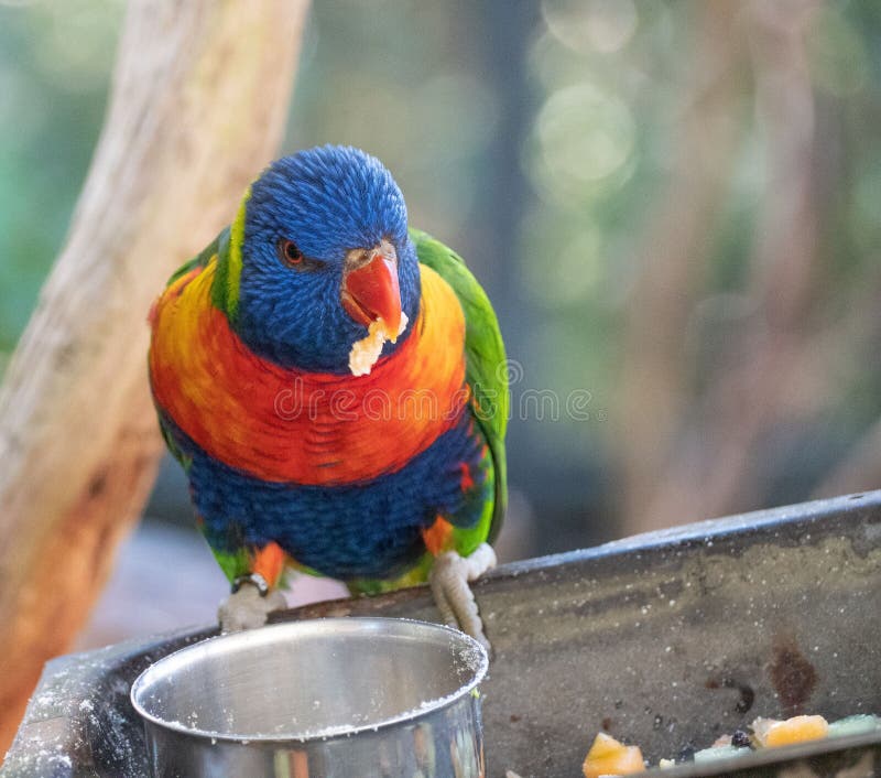 Closeup of a Loriini Parrot Perched on a Tree Trunk with Food in Its ...