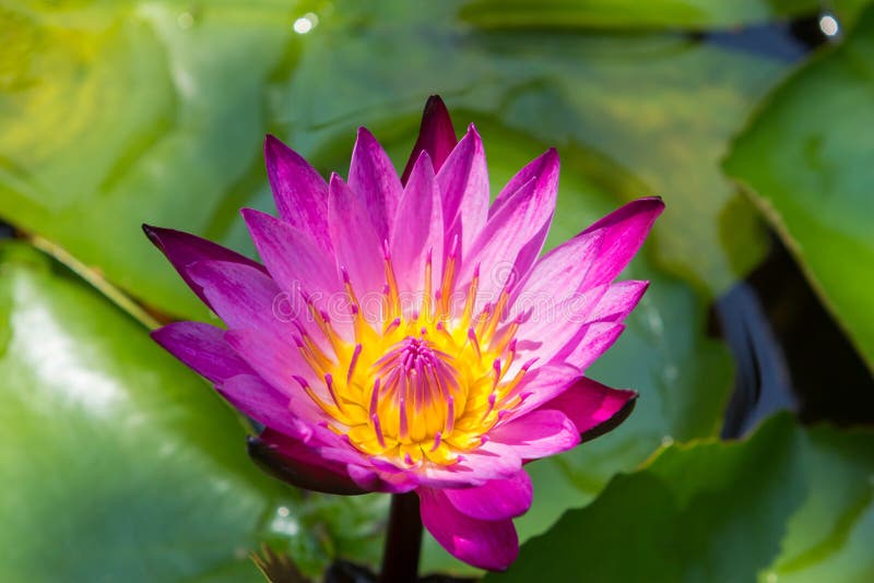 Closeup Lotus flowe stock image. Image of blooming, green - 53982197