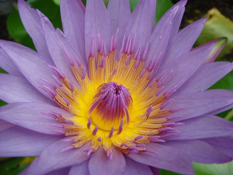Closeup of a lotus flower stock image. Image of natural - 125575565