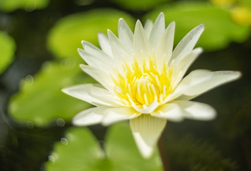 Closeup Lotus Flower with Bee Swarm Stock Photo - Image of blossom ...