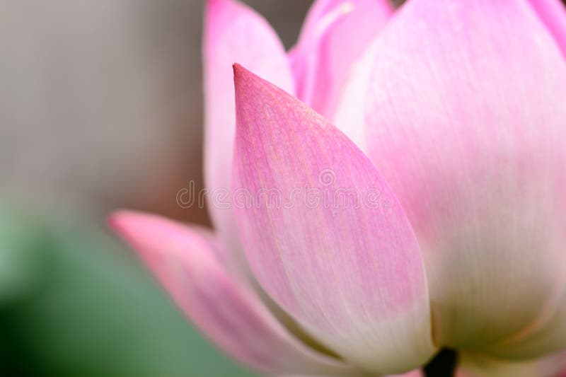 Closeup of lotus petals stock photo. Image of natural - 72776768