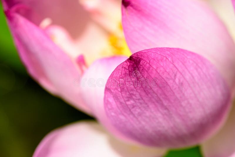 Closeup of lotus petals stock image. Image of lake, east - 72776771