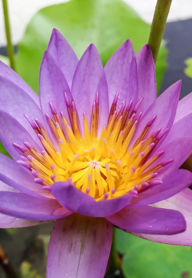 Pink Lotus from Top Side View Stock Photo - Image of view, pink: 47778242