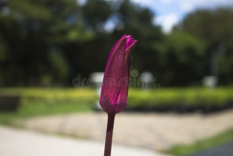 Closeup, Lotus Purple Waiting Time for Bloom Stock Photo - Image of ...