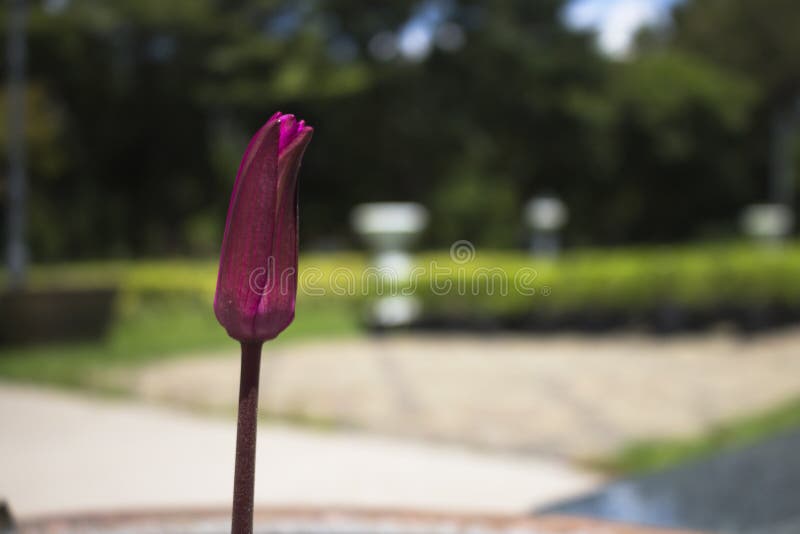 Closeup, Lotus Purple Waiting Time for Bloom Stock Image - Image of ...