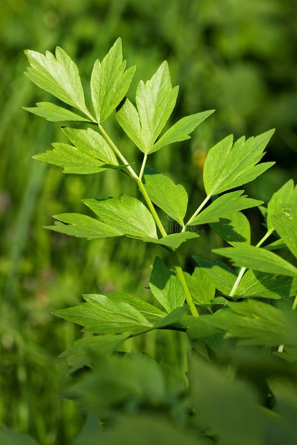 Closeup of lovage stock photo. Image of herbal, cook - 41920270