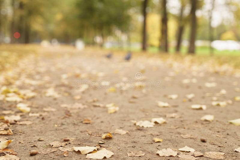 Closeup Low Angle Shot on Autumn Alley Stock Image - Image of closeup ...