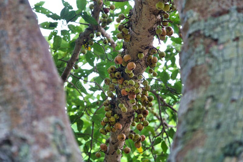 Closeup Low Angle View of Branches of a Cluster Tree Surrounded by ...