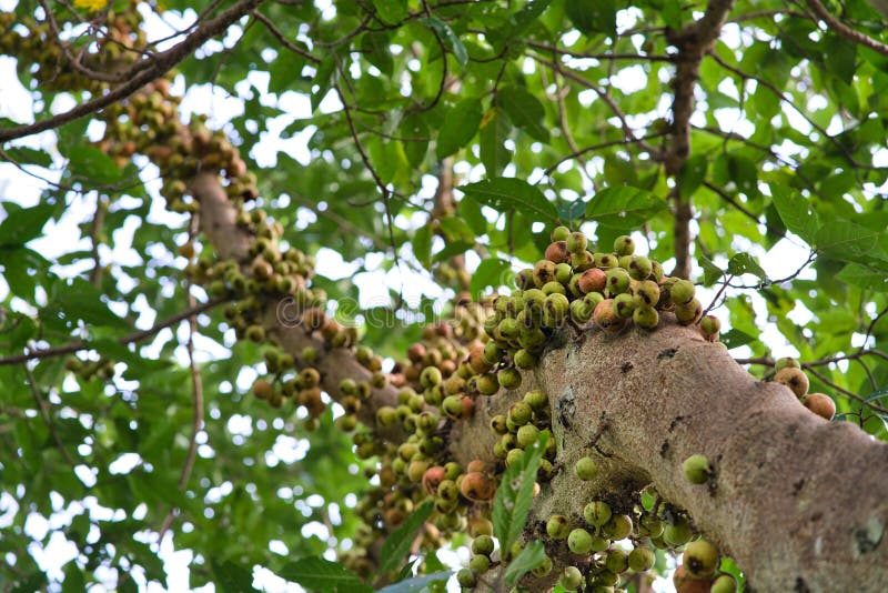 Closeup Low Angle View of Branches of a Cluster Tree Surrounded by ...