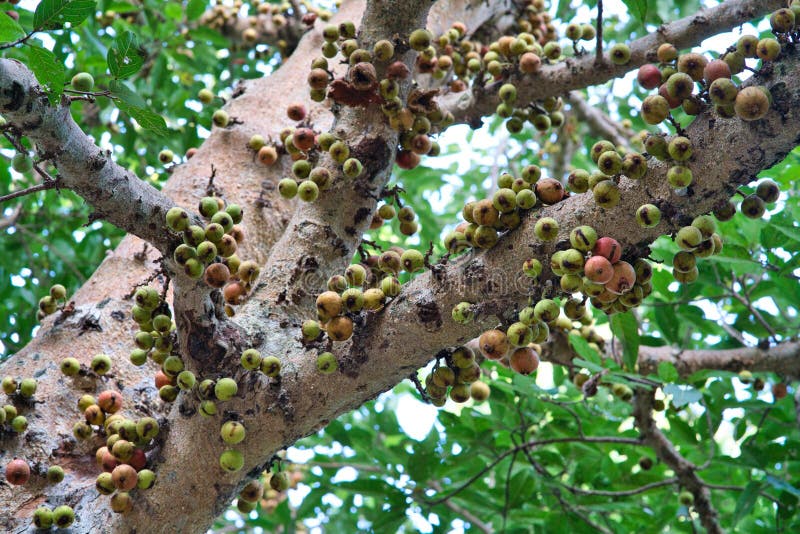 Closeup Low Angle View of Branches of a Cluster Tree Surrounded by ...