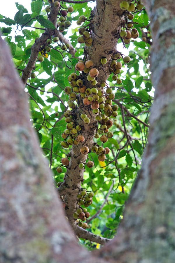 Closeup Low Angle View of Branches of a Cluster Tree Surrounded by ...