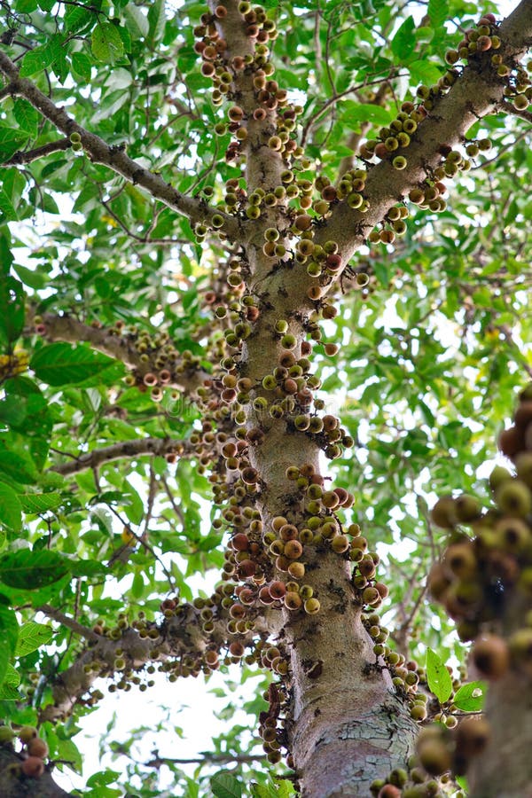 Closeup Low Angle View of Branches of a Cluster Tree Surrounded by ...