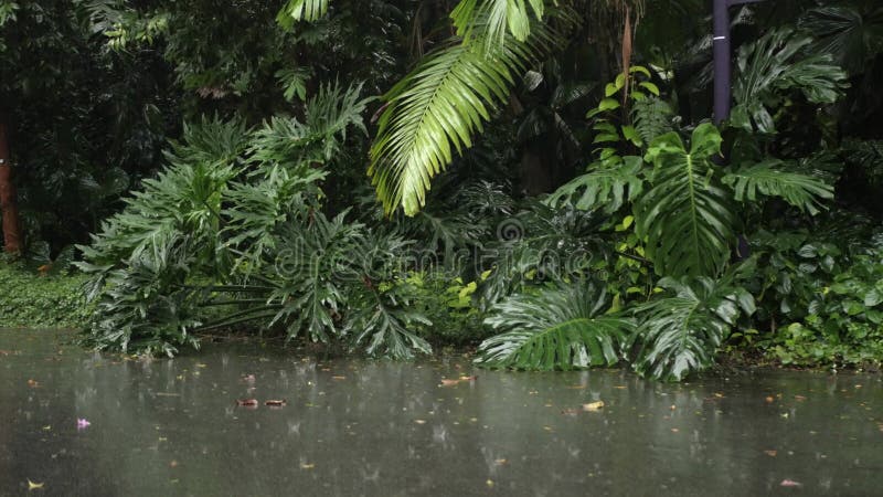 Closeup Low Angle View of Summer Heavy Rain Drops Falling into Puddle ...
