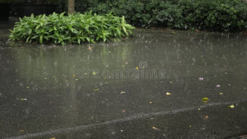 Closeup Low Angle View of Summer Heavy Rain Drops Falling into Puddle ...