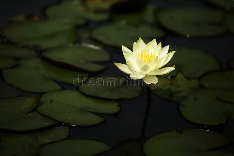 Closeup Low Light Yellow Lotus Flower in the Lake Stock Photo - Image ...